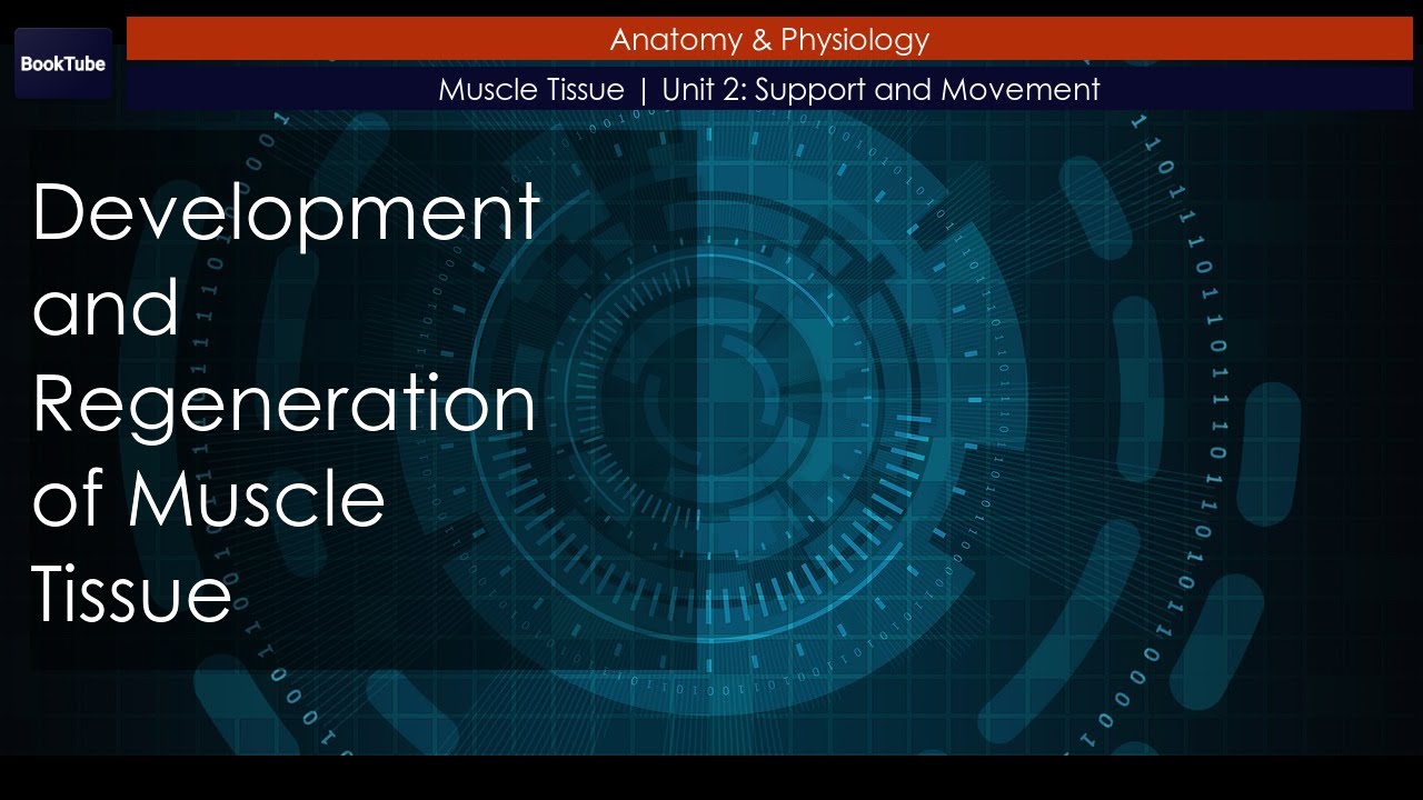 Development and Regeneration of Muscle Tissue | Muscle Tissue | Unit 2 ...