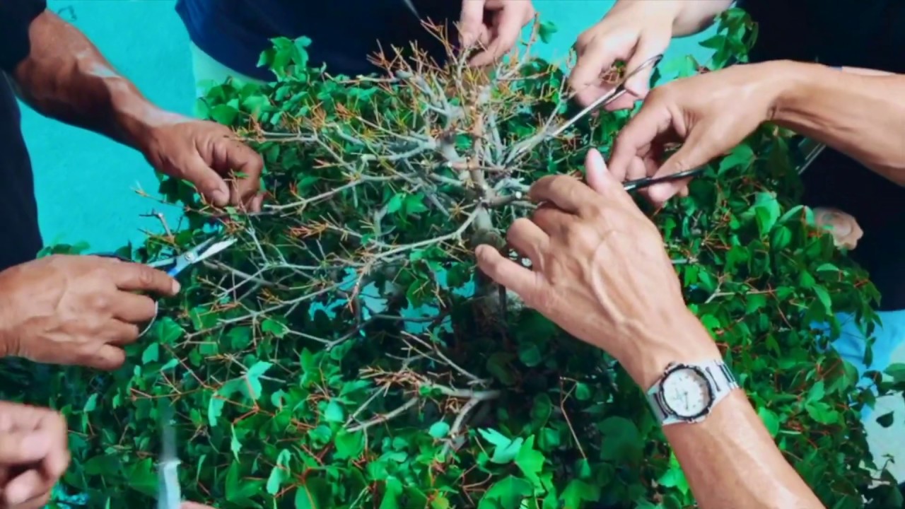 Bonsai Artist David Nguy & Bonsai Jidai Defoliation - YouTube