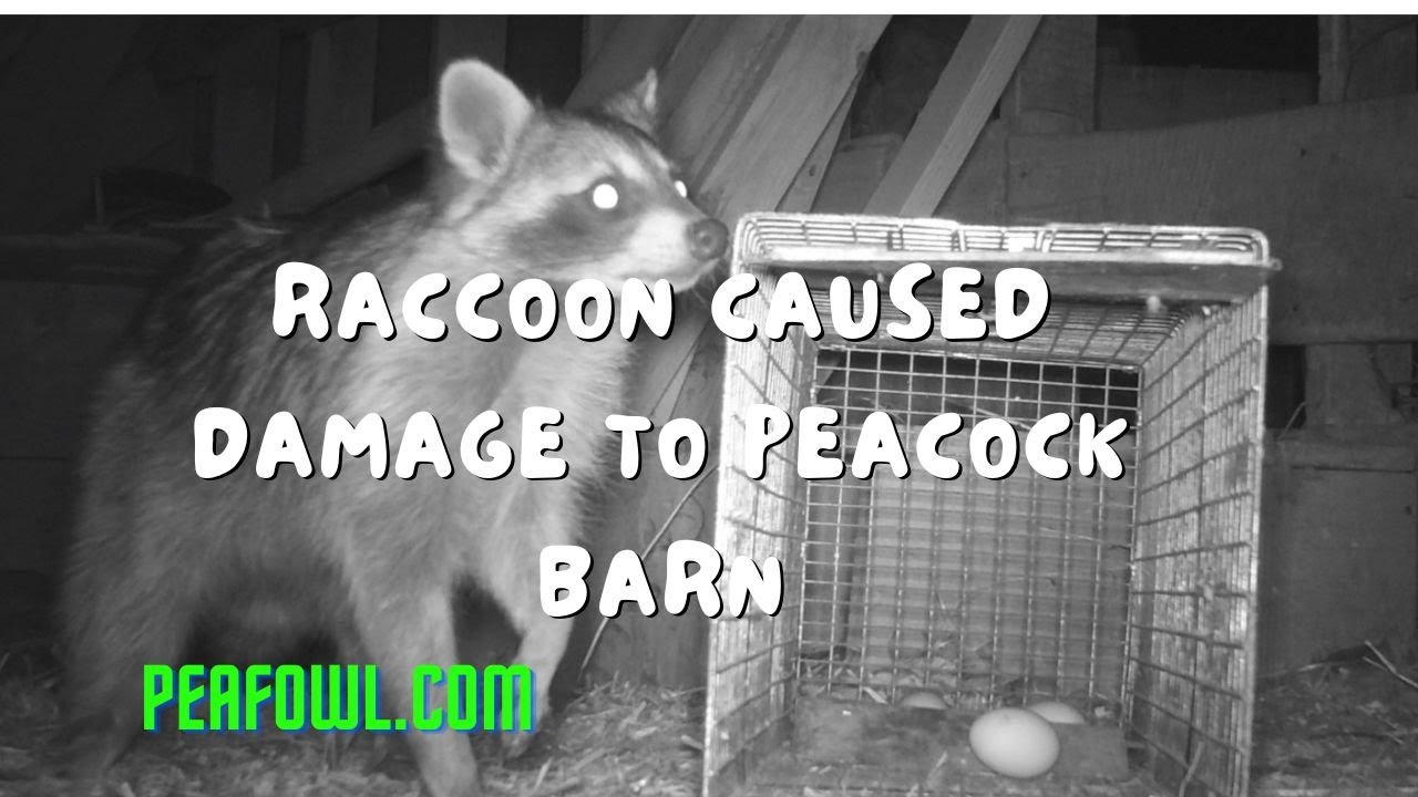 Raccoons Caused Damage To Peacock Barn, Peacock Minute, peafowl.com ...