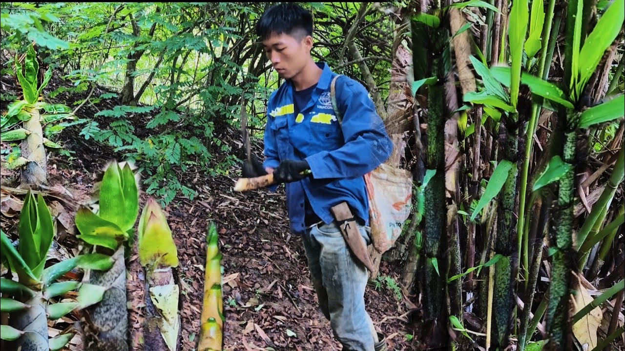 Harvesting bamboo shoots, I encountered strange bamboo shoots with many ...