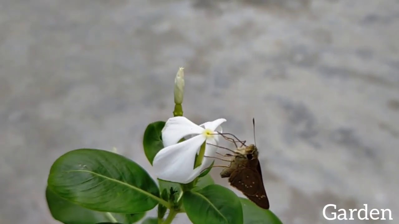 Butterfly slow motion || Butterfly || Titli udi | Mau - YouTube