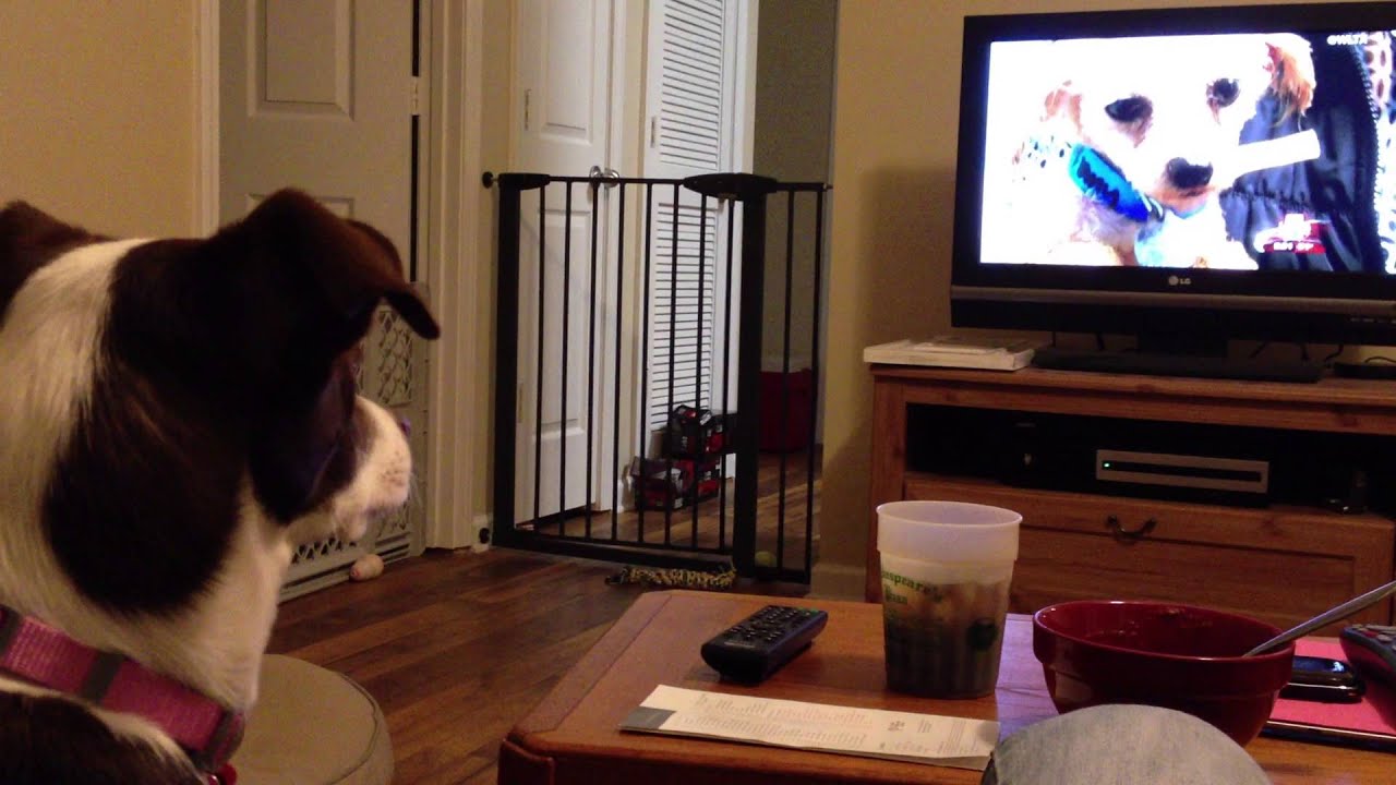 Dog Fascinated By Puppies on TV - YouTube