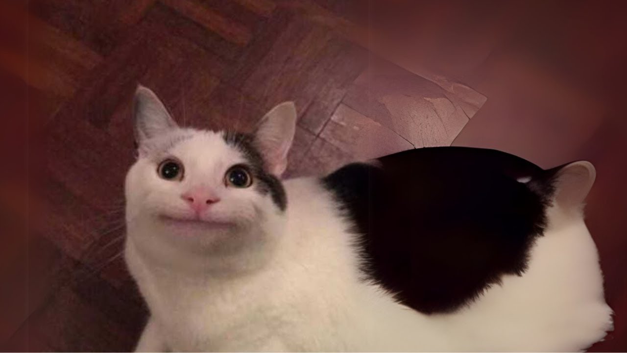 What Happens When MEME Culture Meets My Cat - YouTube