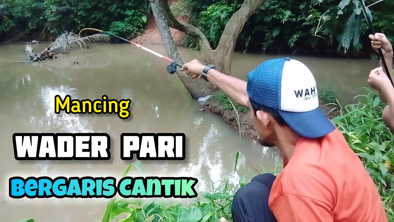 Mancing Wader Pari Garis Biru, Masuk Aquarium Bagus Juga ⁉️ Fishing Rasbora - YouTube
