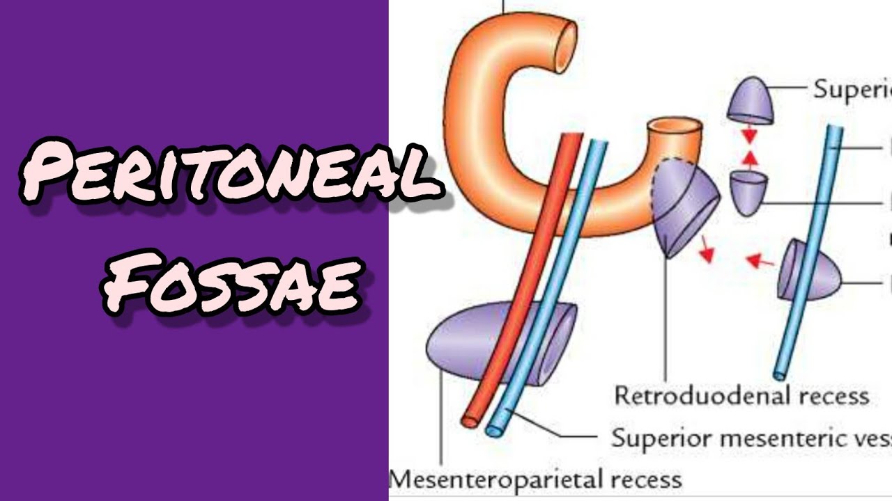 Peritioneal fossae (Recesses) - YouTube