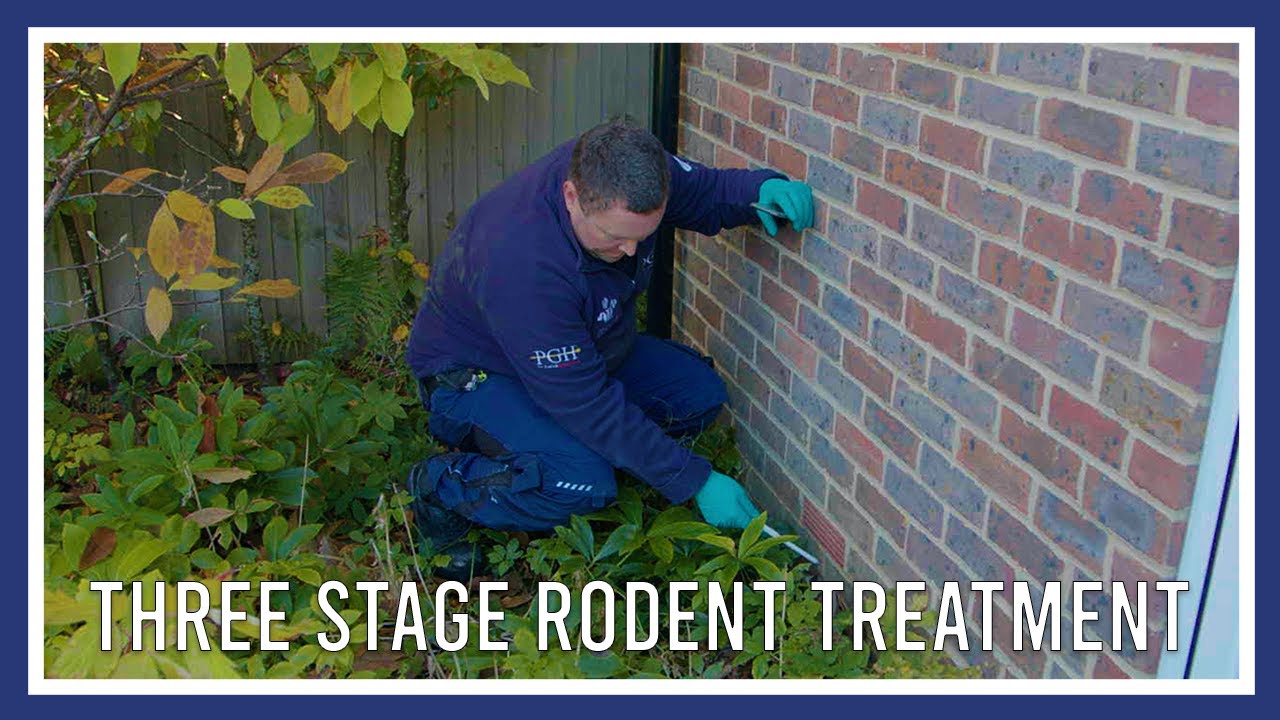 Three stage rodent treatment - YouTube