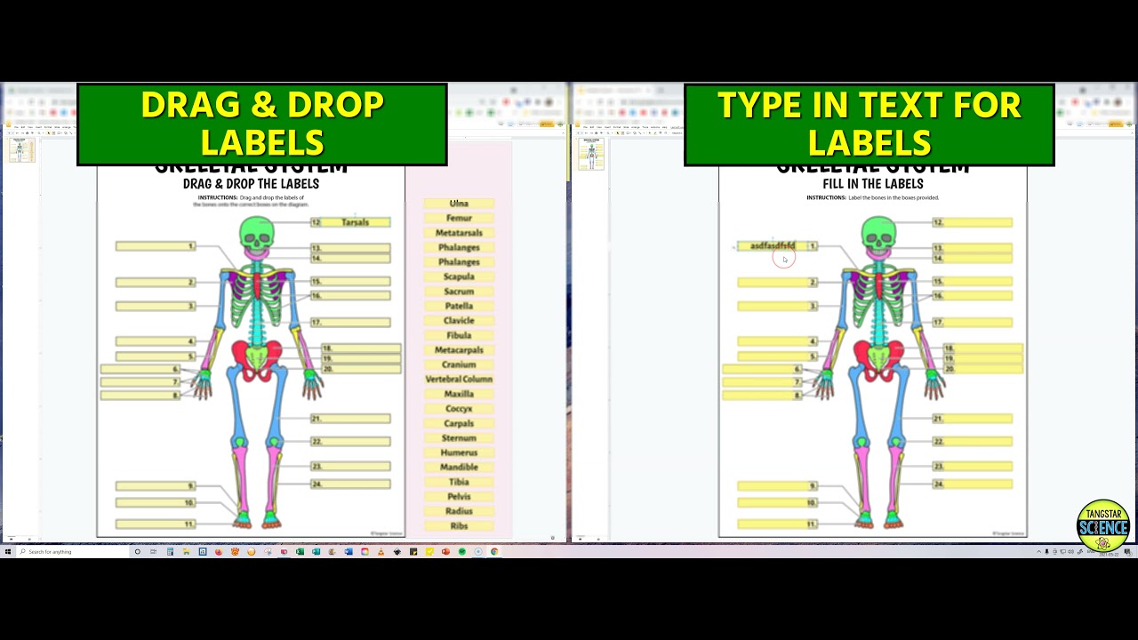 Skeletal - Interactive Google Slides Activities (by Tangstar Science ...