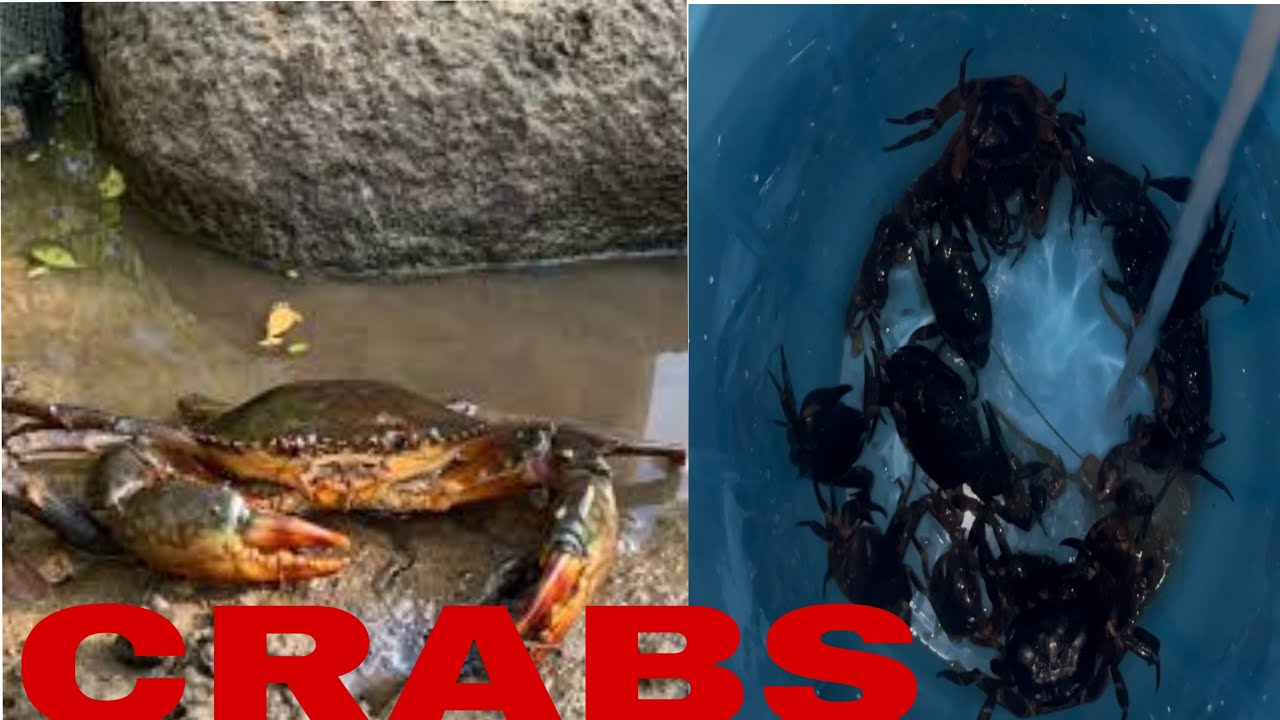 Crab catching at Arunachal pradesh. || pachin colony. @Itanagar ...