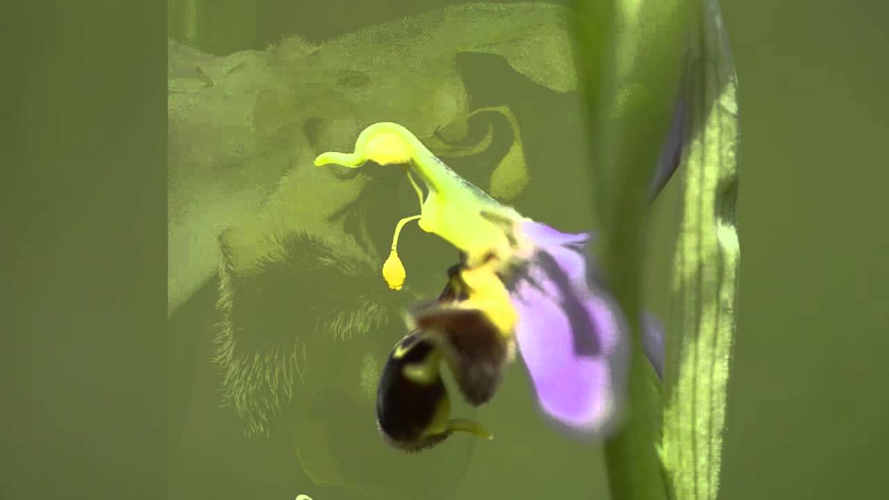 Orchid pollination 9: Pollination of Ophrys apifera, the bee orchid ...