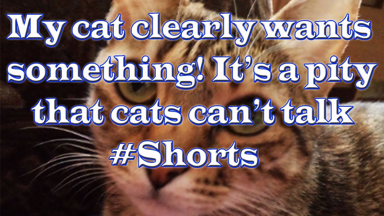 My cat clearly wants something! It's a pity that cats can't talk # ...