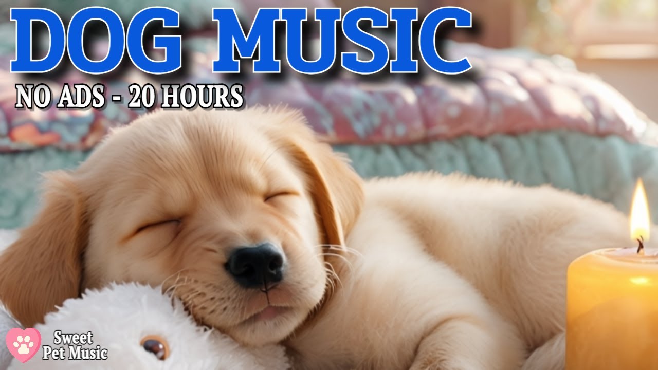 20 Hours of Calming Music for Dogs🦮💖Soothing Dog Music for Anxiety⭐💖 ...