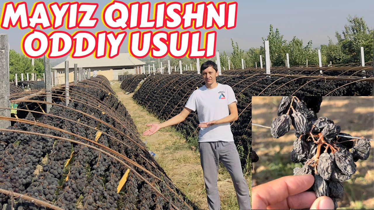 Майиз қандай қилинади? Mayiz qilish - YouTube