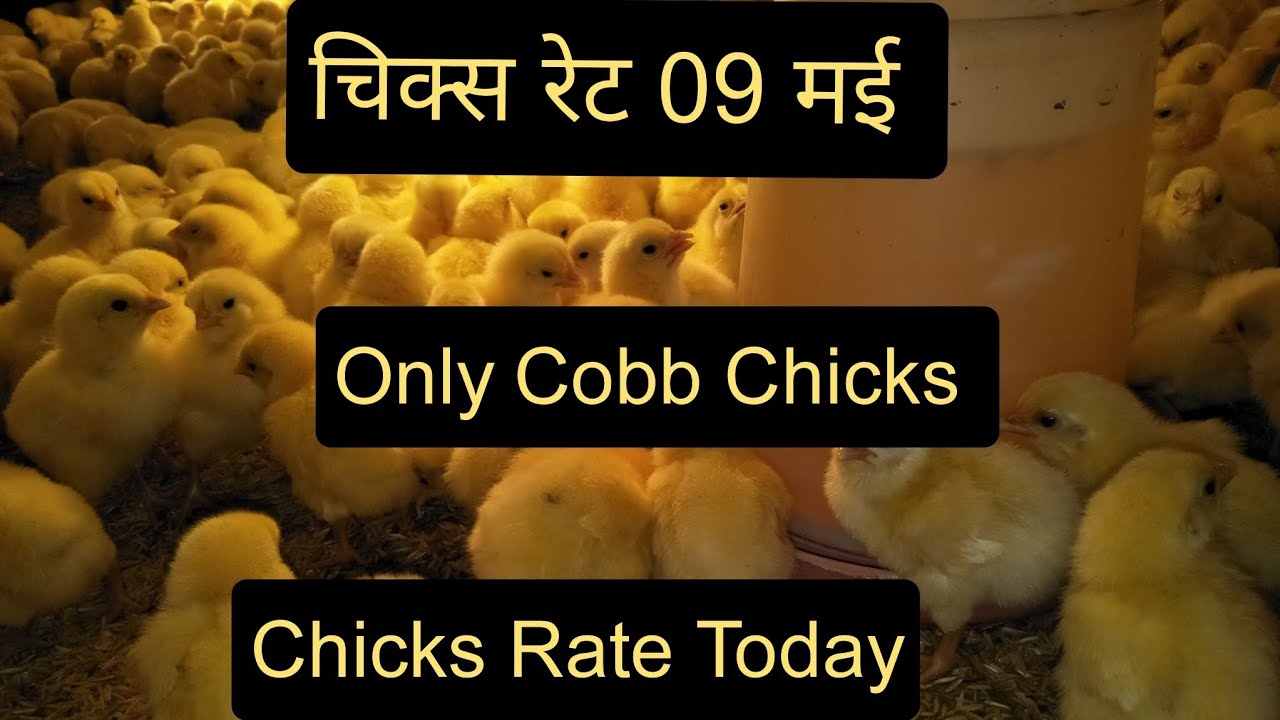 09 May Chicks Rate Update || आज चिक्स रेट क्या खुला 09 मई Rs. 58 ...