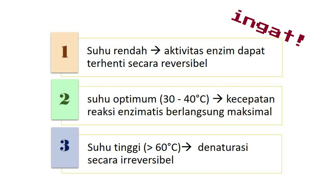 Enzim (Praktikum Biokimia) - YouTube