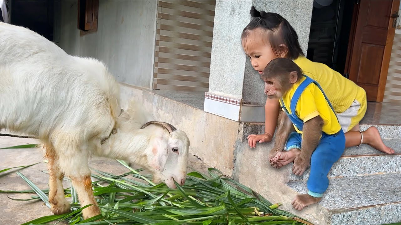 Super cute! CUTIS & Yen Nhi compete take care of Ben goat for mom - YouTube