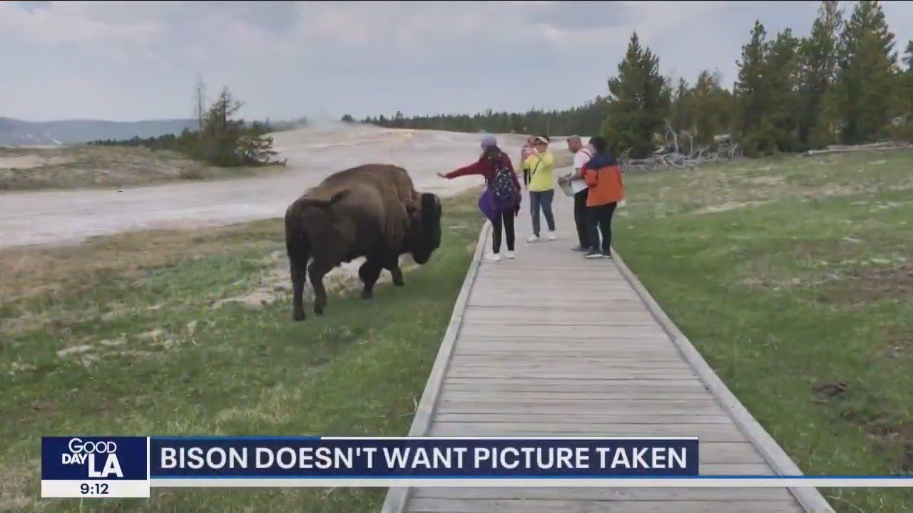 Bison doesn't want picture taken - YouTube