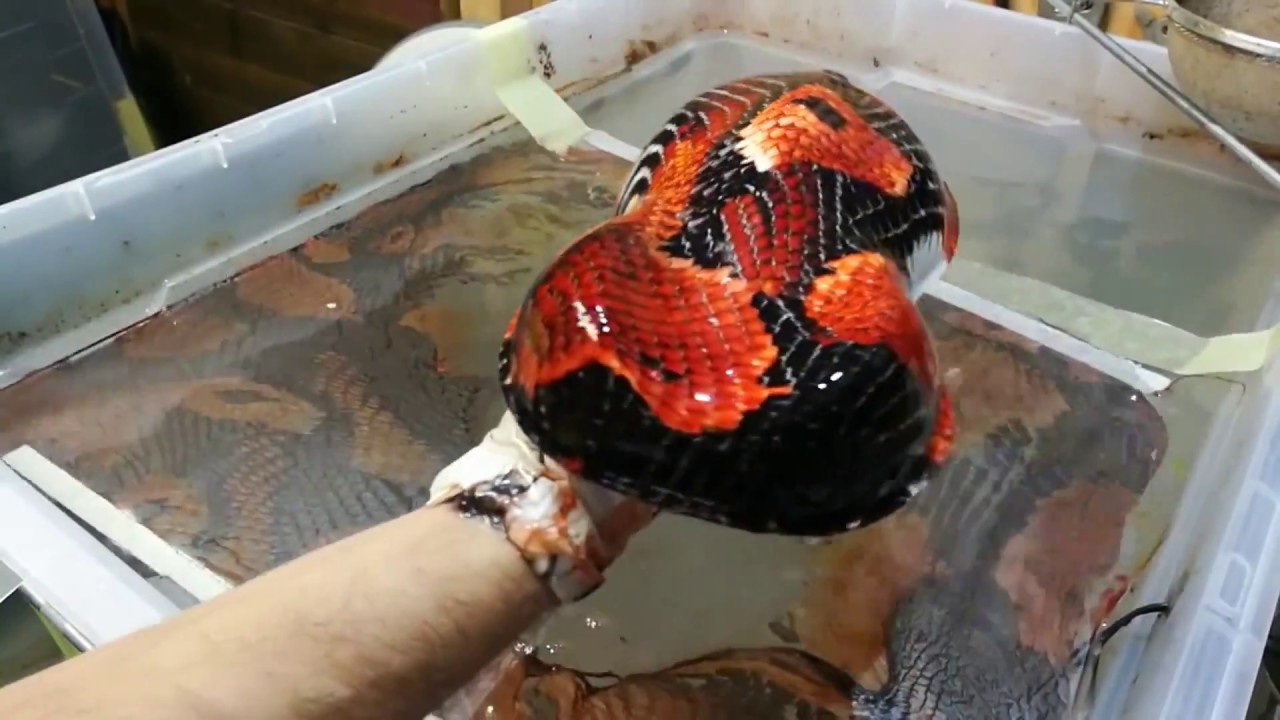 Hydro-Dip Detail - Snake - Speed Shape_white_BAD_7 - YouTube