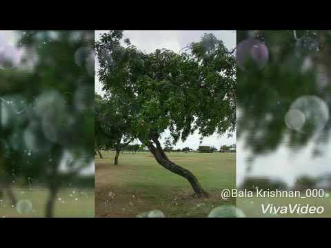 Punga maram - YouTube