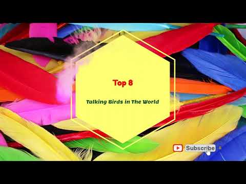 Top 8 Talking Birds in The World 4K