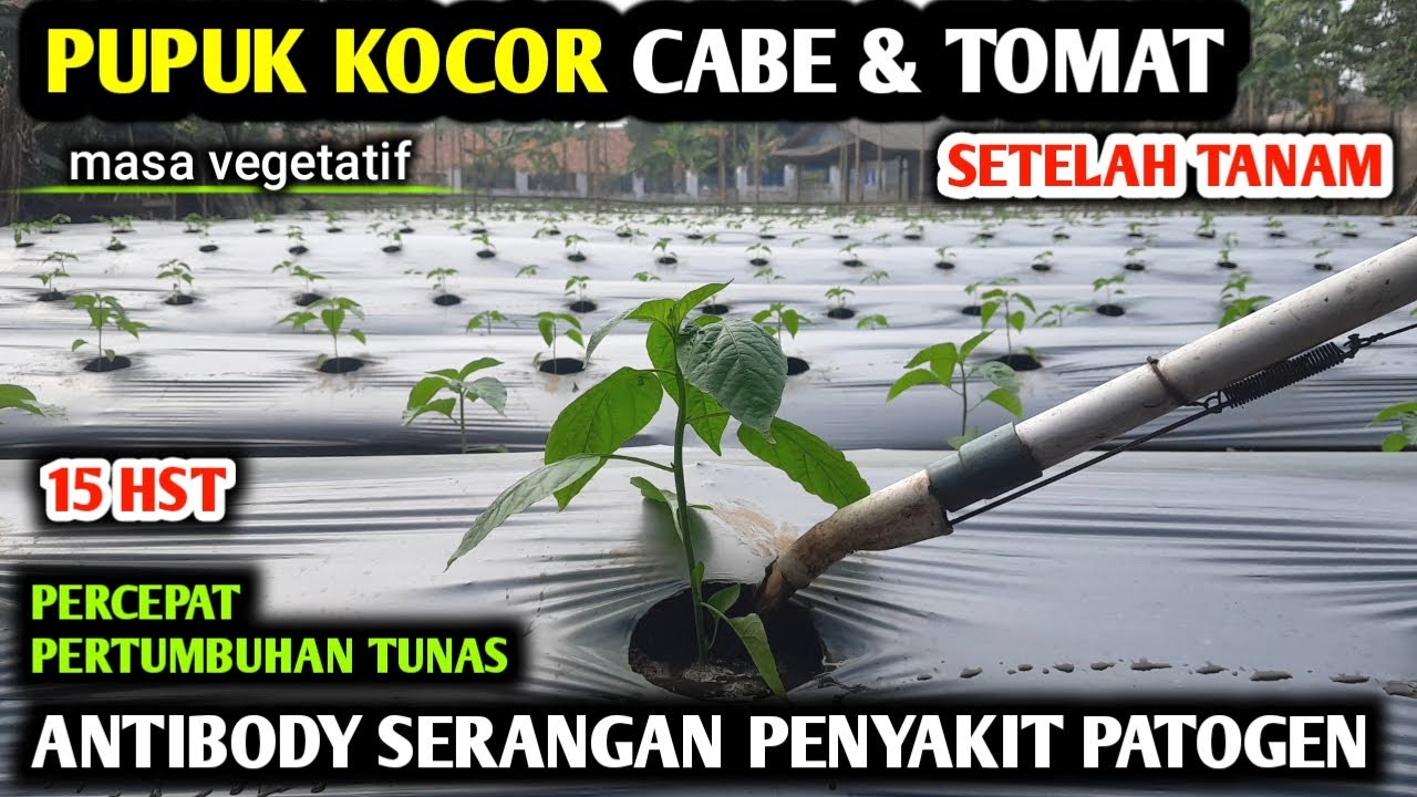 🔴 PUPUK KOCOR CABE & TOMAT MASA VEGETATIF USIA 15HST #petanicabesubang ...