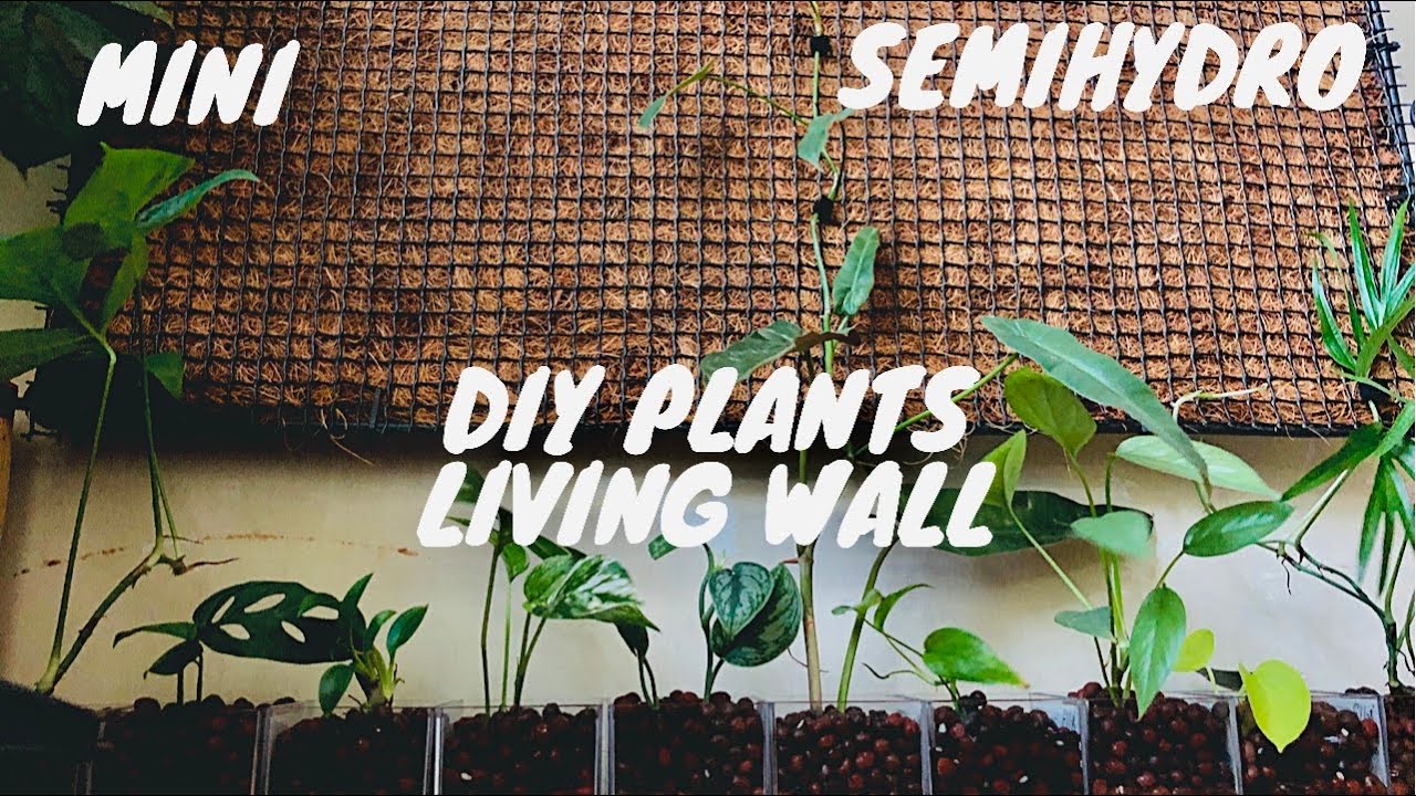 How to make DIY mini plants living wall for aroid plants | Living Wall ...