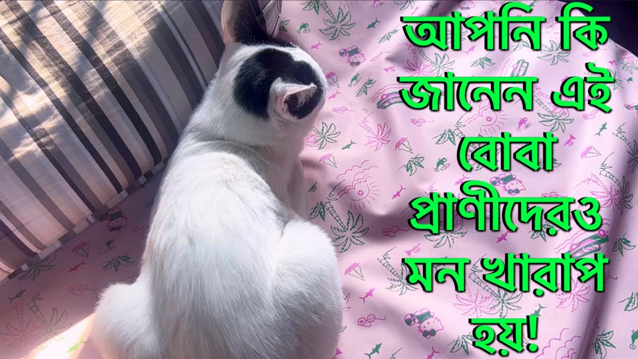 আপনি কি লক্ষ্য করেছেন আপনার পোষা প্রাণীর মন খারাপ হয়?Cat Mood showing ...
