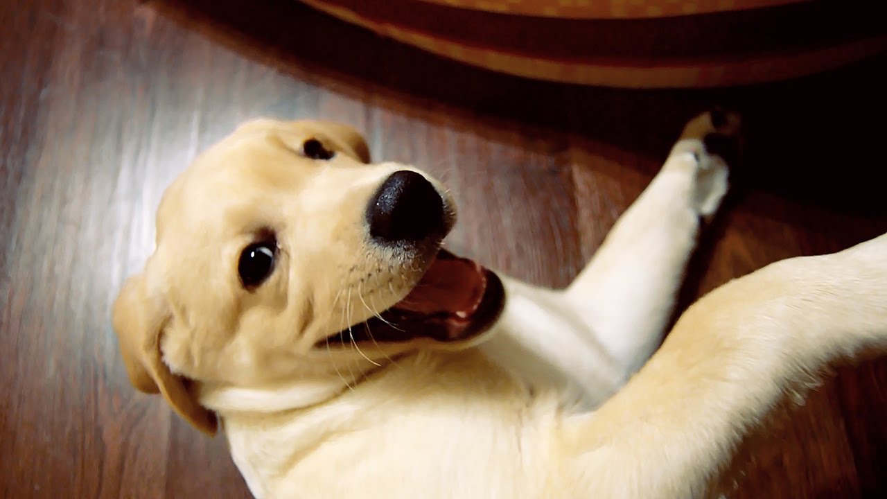 Cute labrador puppy loves his belly rub - YouTube