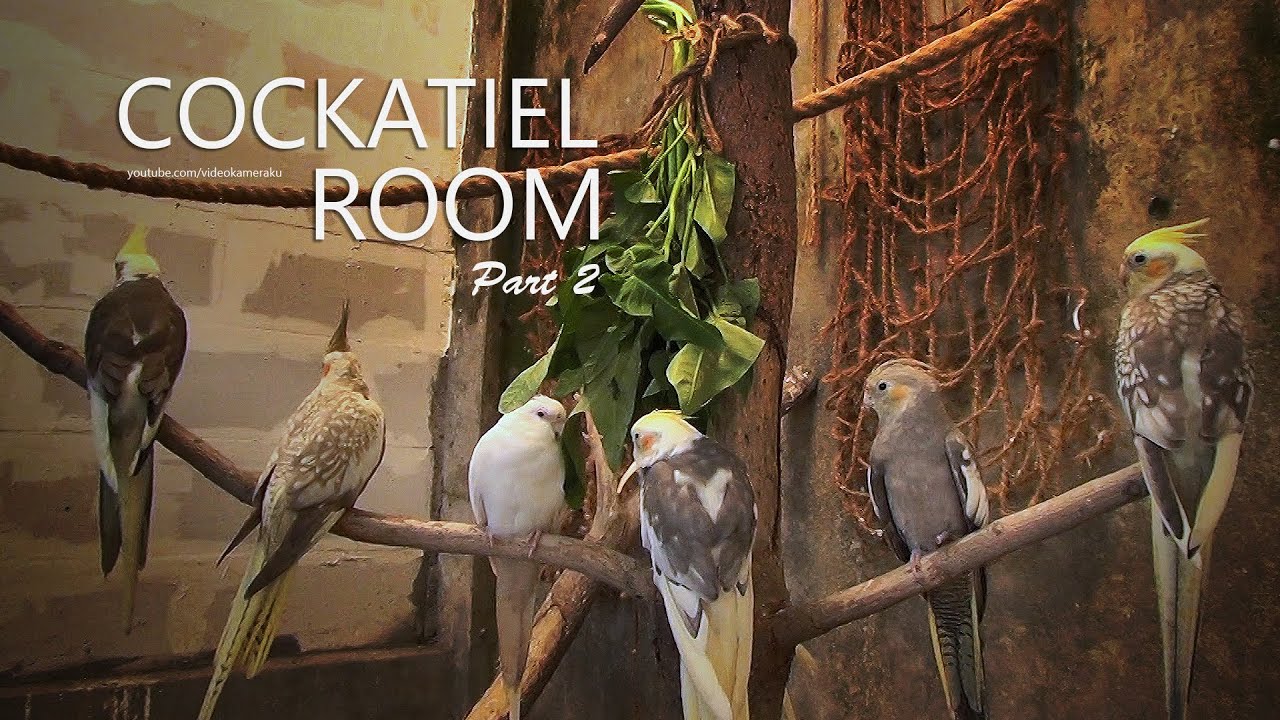 Cockatiel Room: August 2025 - Part 2 - YouTube