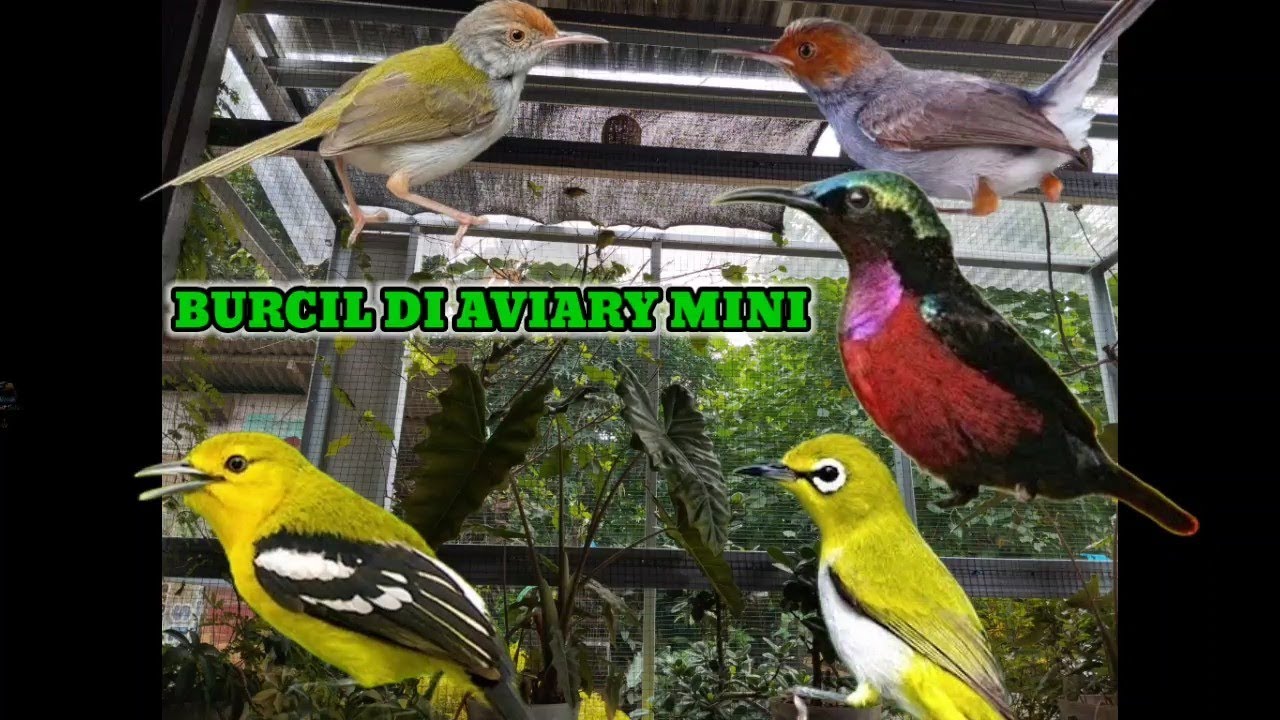 BURUNG BURUNG KECIL DI AVIARY MINI - YouTube