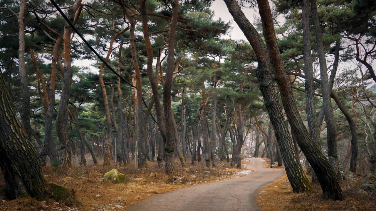 [4K] Walk Through A Thousand Year of Forest Path, Korea｜Walking for 15 ...