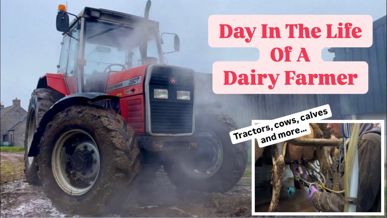 Day In The Life Of A Dairy Farmer || tractors, milking, cows, calves ...