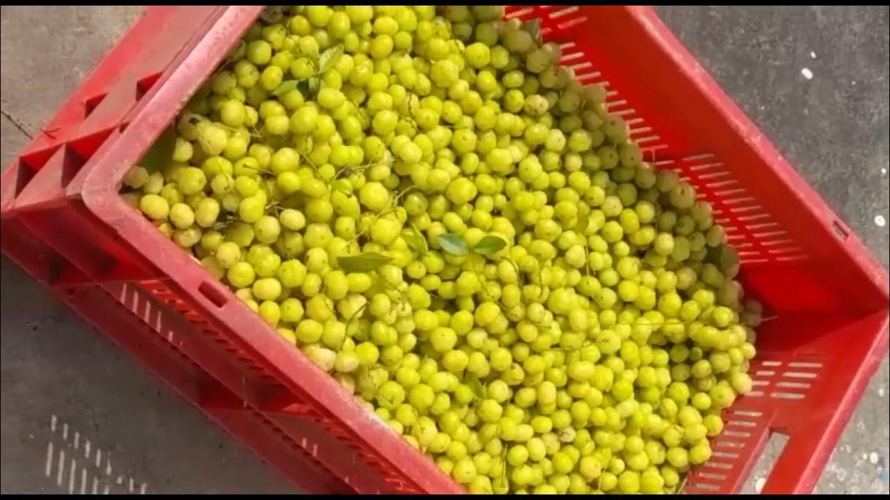 our home garden amla harvest எங்க வீட்டு நெல்லிக்காய என்ன செய்வது? garden vlogs - YouTube