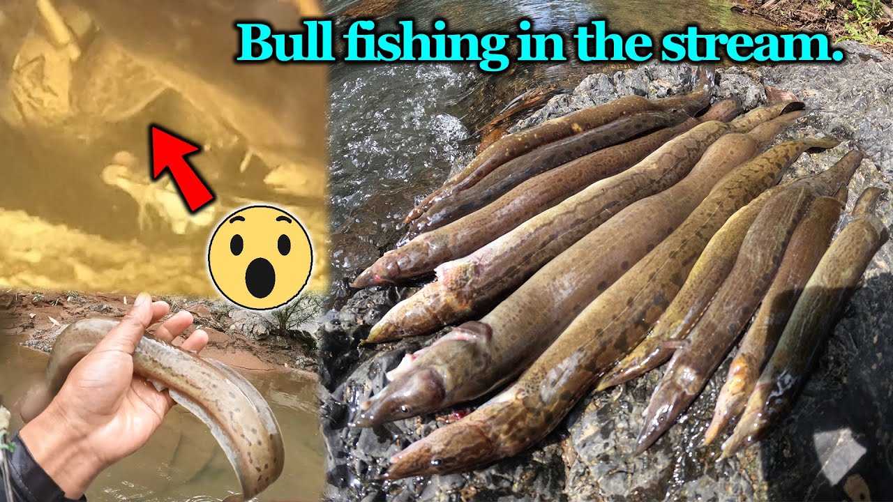 Bull fishing in a stream deep in the forest. - YouTube