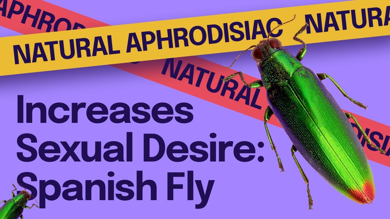 Dangerous Aphrodisiac that Ignites Sexual Desire: Spanish Fly - YouTube