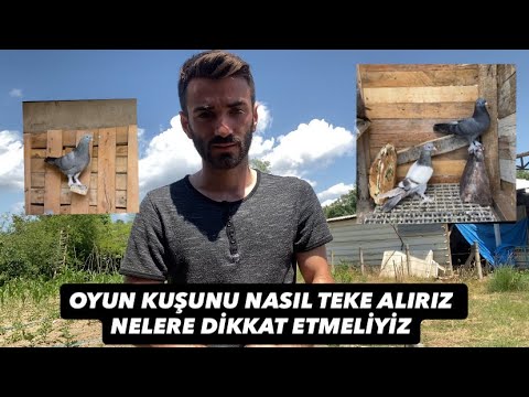 OYUN KUŞU NASIL TEKE ALINIR NELERE DİKKAT ETMELİYİZ#pigeon #keşfet #oyunkuşu #güvercin #reels#keşfet