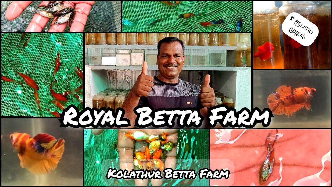 5 ரூபாய் முதல் Betta மீன்கள் | Kolathur Betta Farm | Royal Bettas | தமிழ் - YouTube