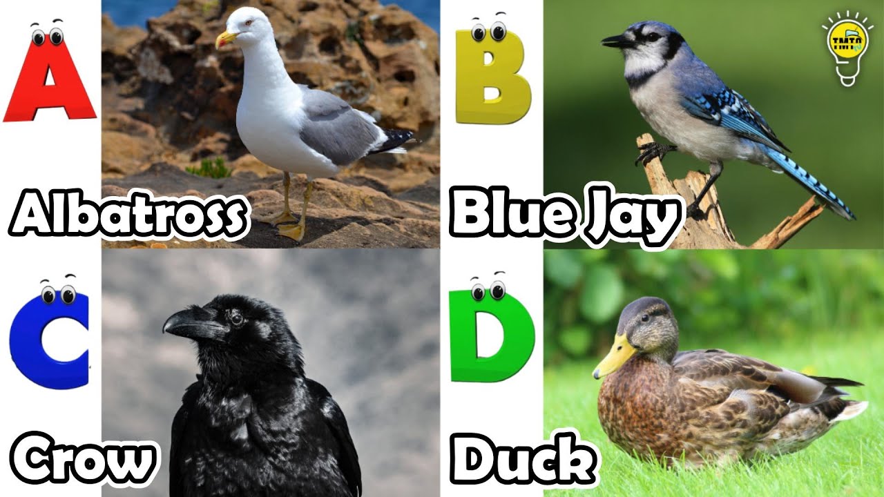 Birds Alphabet Song for Kids | Birds ABC Song | Phonics for Kids | Baby ...