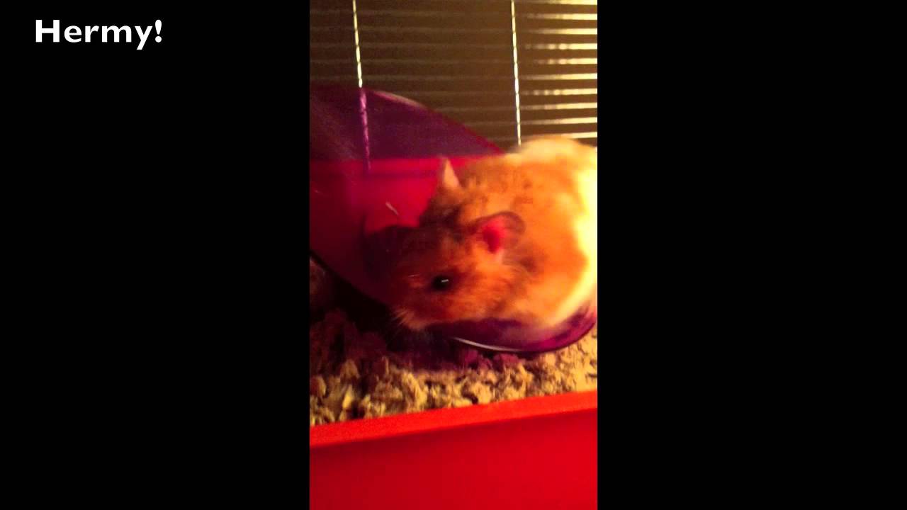 Ladybird Animal Sanctuary - Hermy Hamster - YouTube
