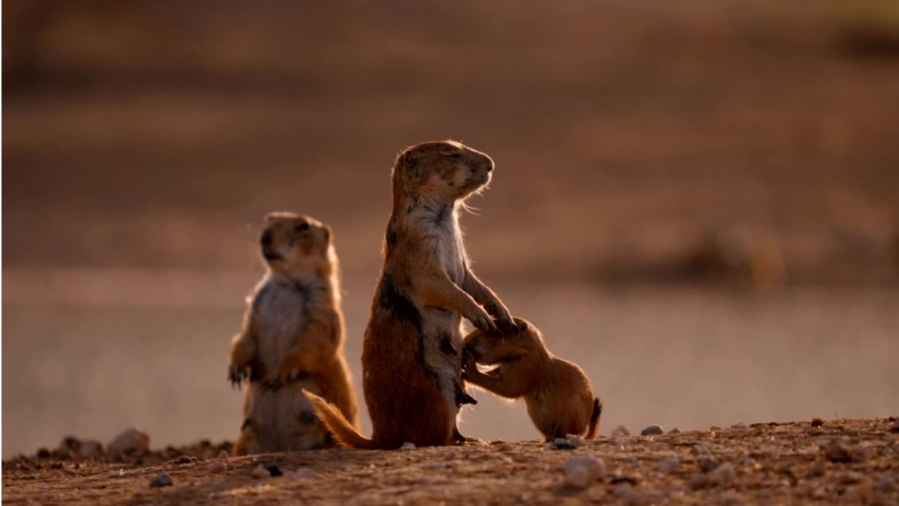 Beyond Burrows - Amazing Scenes of Cute Prairie Dogs | Caring ...