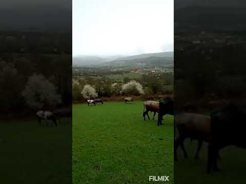 İsmayilli Zərgəran