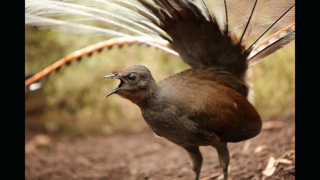 Lyrebird | Lyrebird Bird | Lyrebird Video | Lyrebird Bird Video | Bird ...