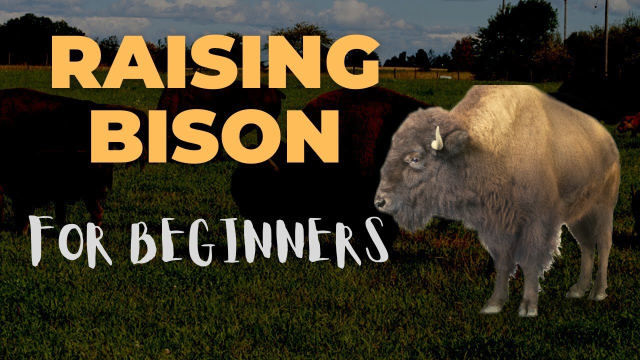 Raising Bison For Beginners - YouTube