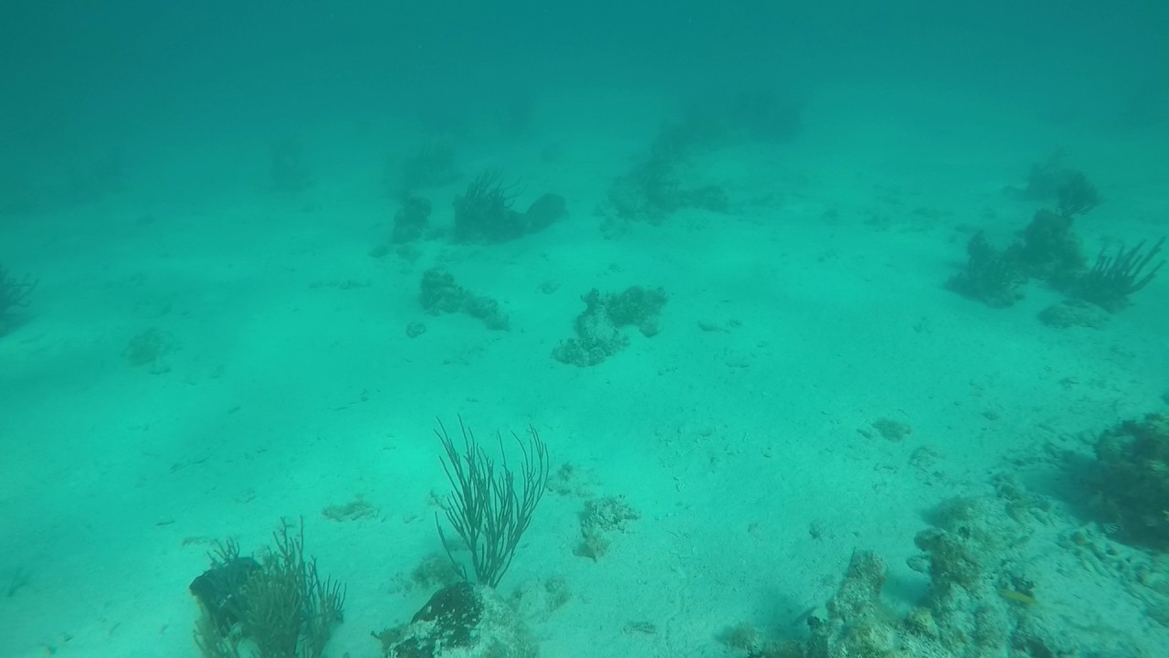 Black Grouper Mycteroperca bonaci in a Giant Barrel Sponge Soldier Caye ...