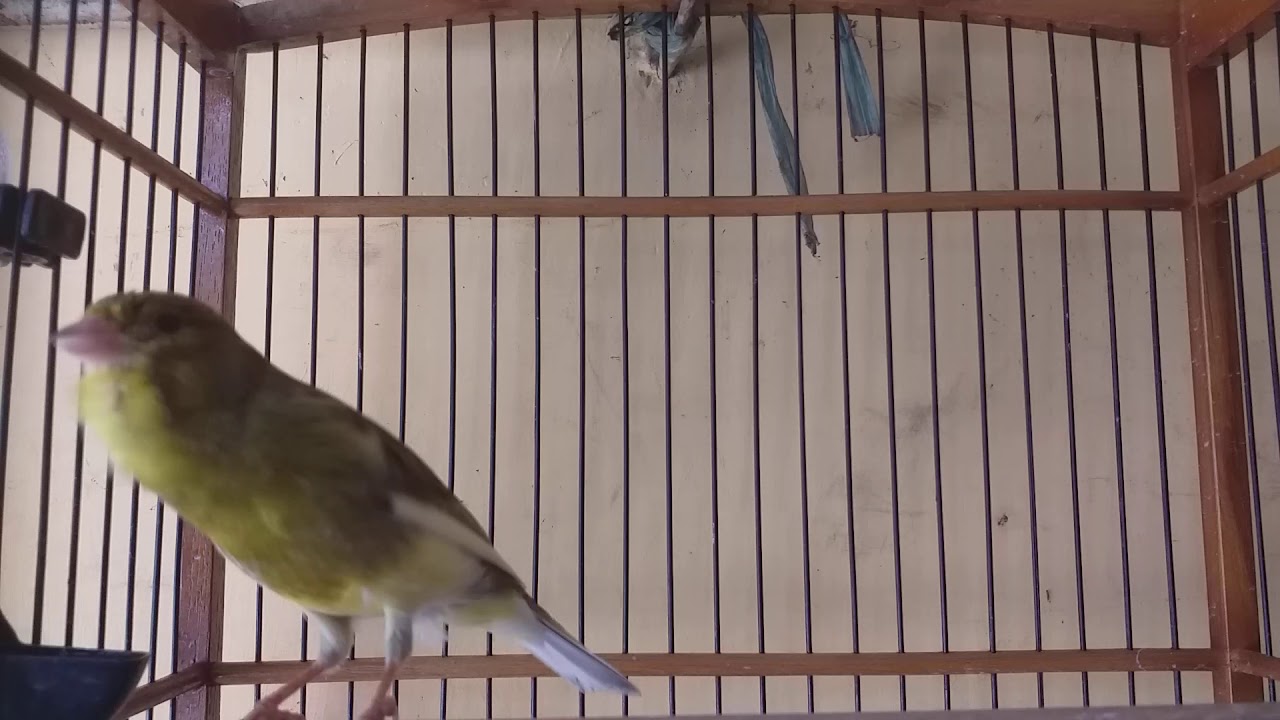 Kenari Ijo Botol Gacor Part 2 - YouTube