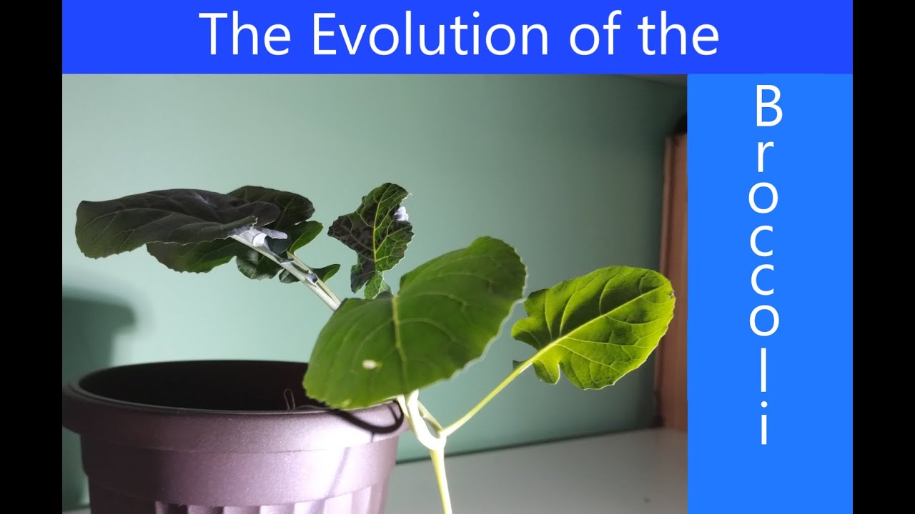 The Evolution Of The Broccoli - YouTube