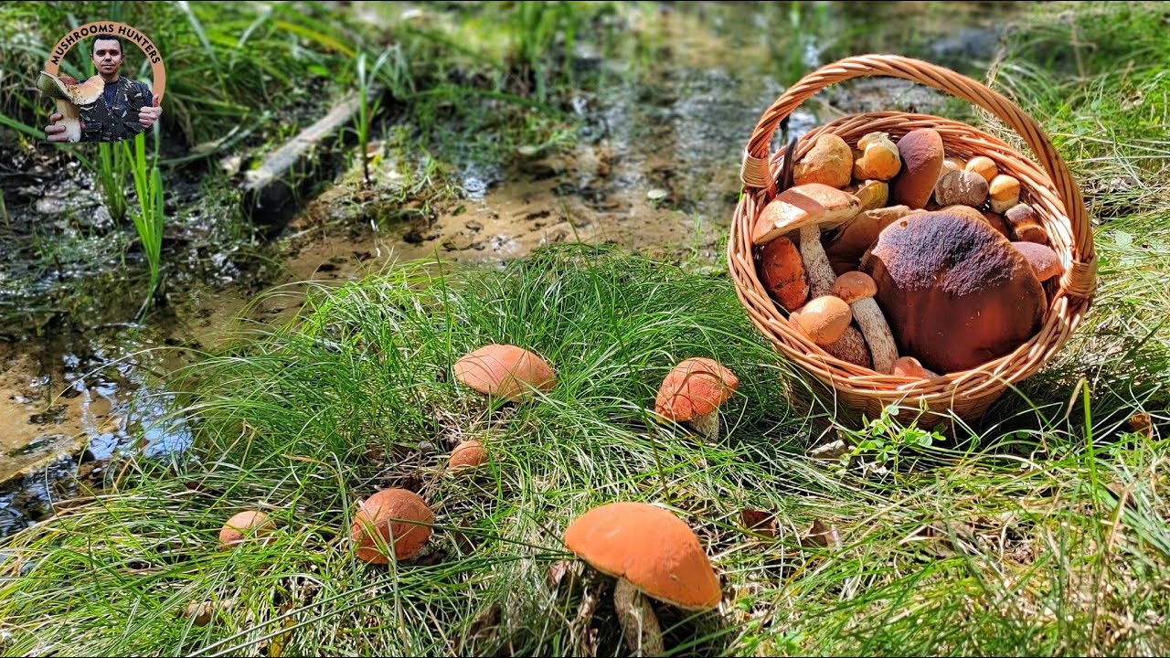 Huby Hriby Houby 16.9.23 | Čarokrásny LES s HUBAMI je balzám na dušu ...