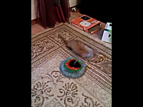 Siberian weasel - Honey & mouse