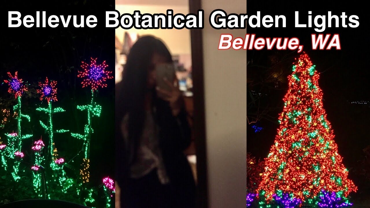 BELLEVUE BOTANICAL GARDEN LIGHTS!! BELLEVUE, WA!!! - YouTube