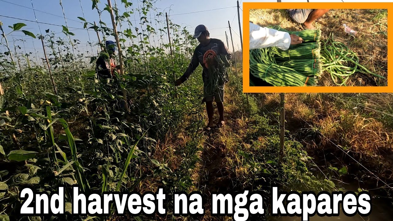 (#803) 2ND HARVEST NA MGA KAPARES - YouTube