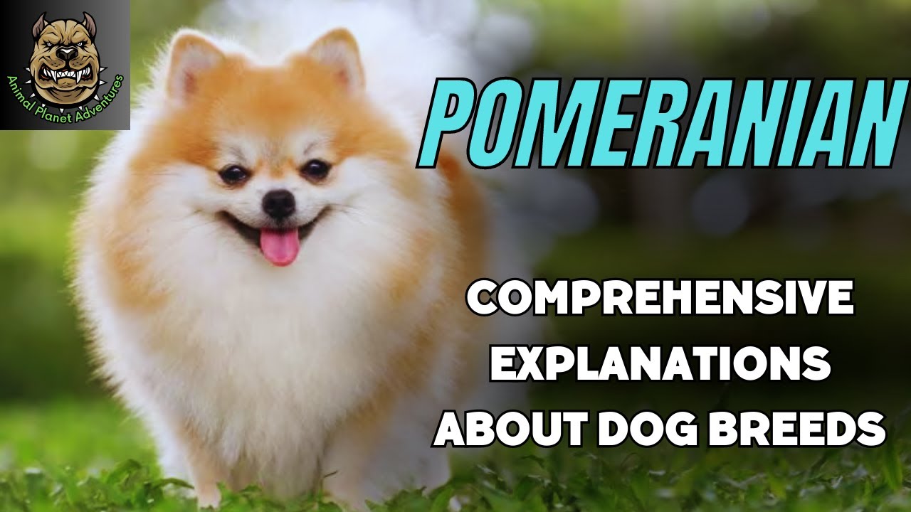 Pomeranians: Fluffy Delights with Hearts of Gold - YouTube